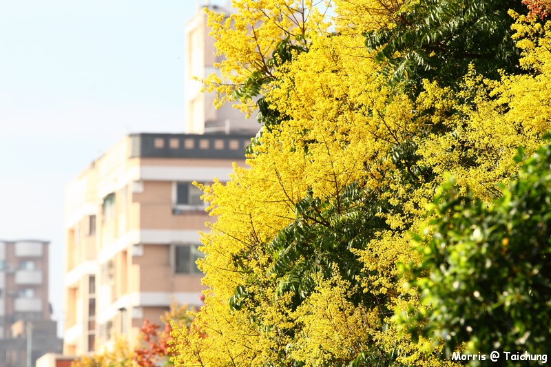 Index of /taichung/taiwantree/