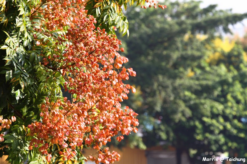 Index of /taichung/taiwantree/